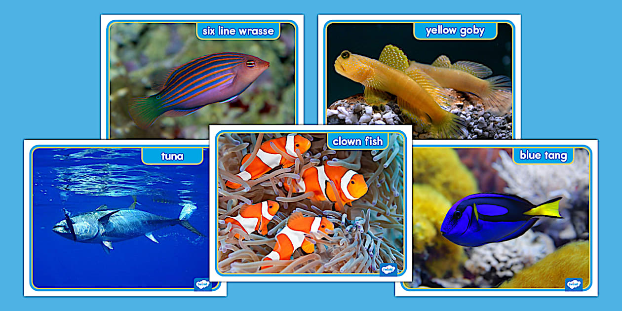 Saltwater Fish Photos (Teacher-Made) - Twinkl