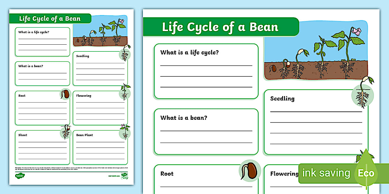 Life Cycle Of a Bean Fact File Template (teacher made)