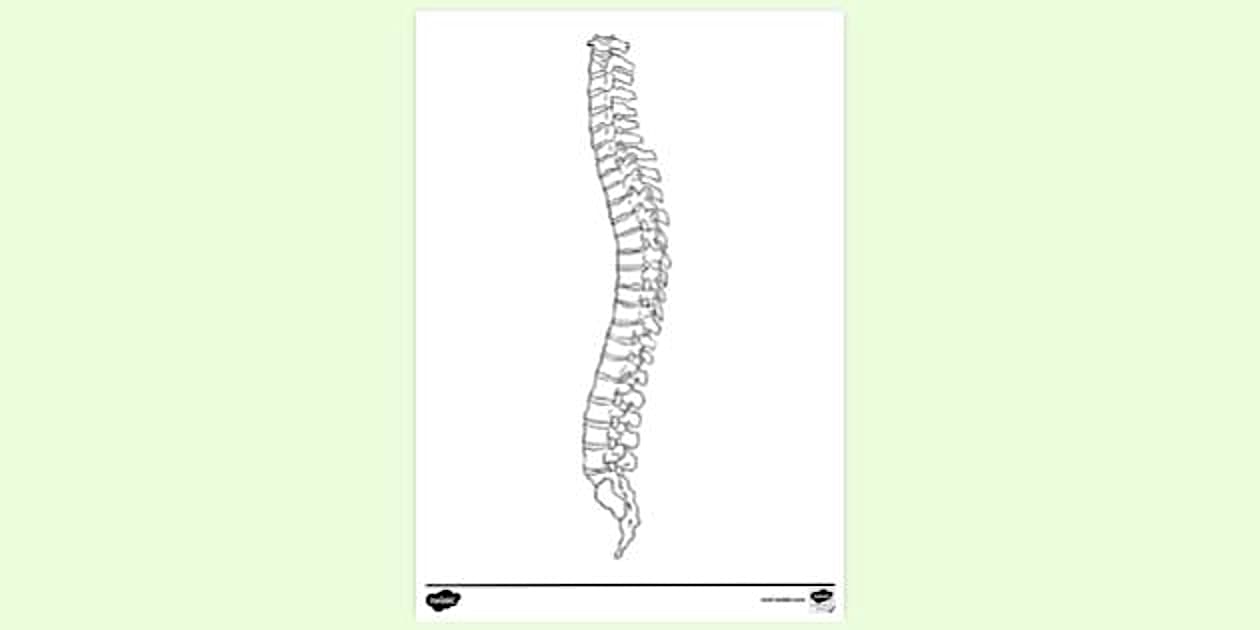 Spine Colouring | Colouring Sheets (Teacher-Made) - Twinkl