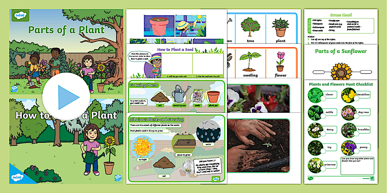 Plants and Growing Activity Pack | Twinkl (teacher made)