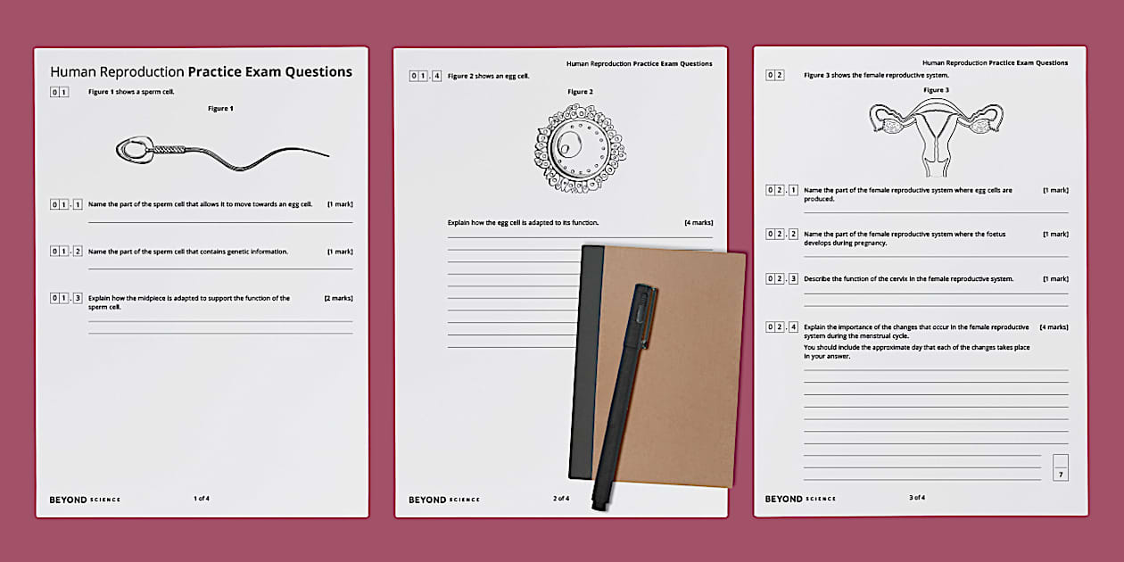 KS3 Human Reproduction Practice Exam Questions Higher