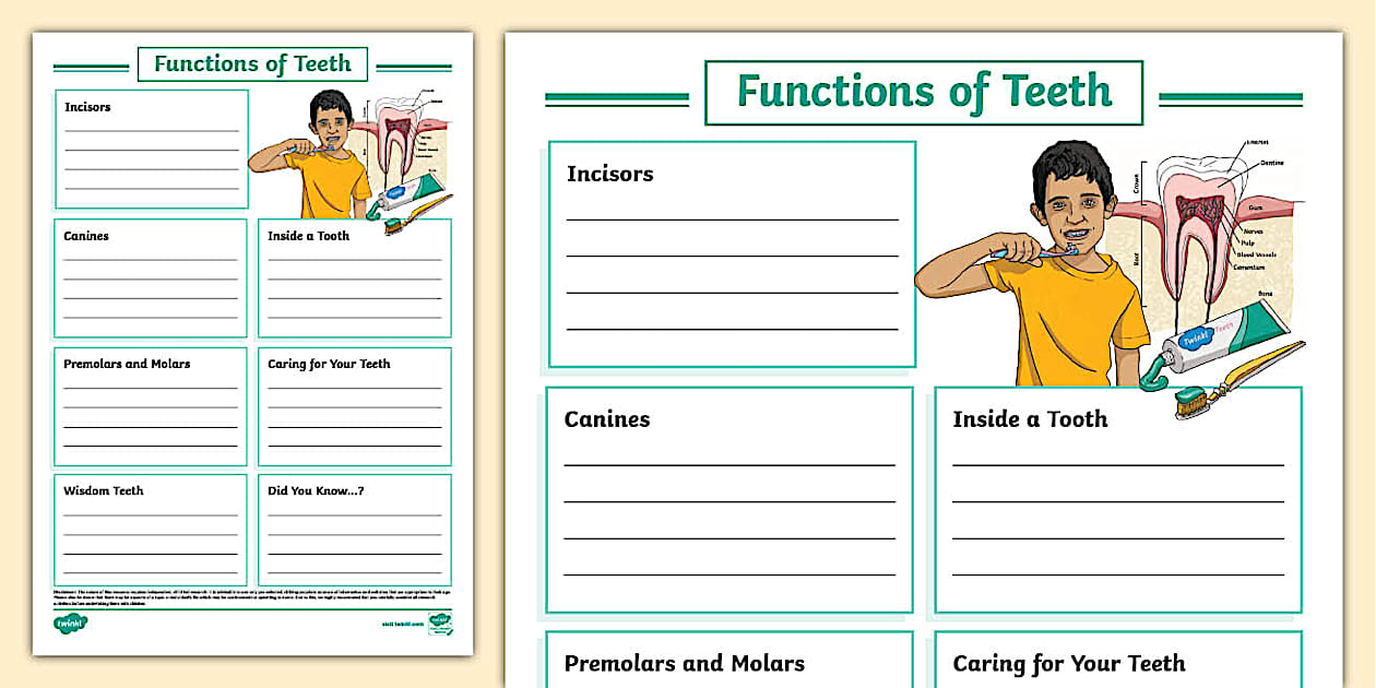 Functions of Teeth Fact File Template (teacher made)