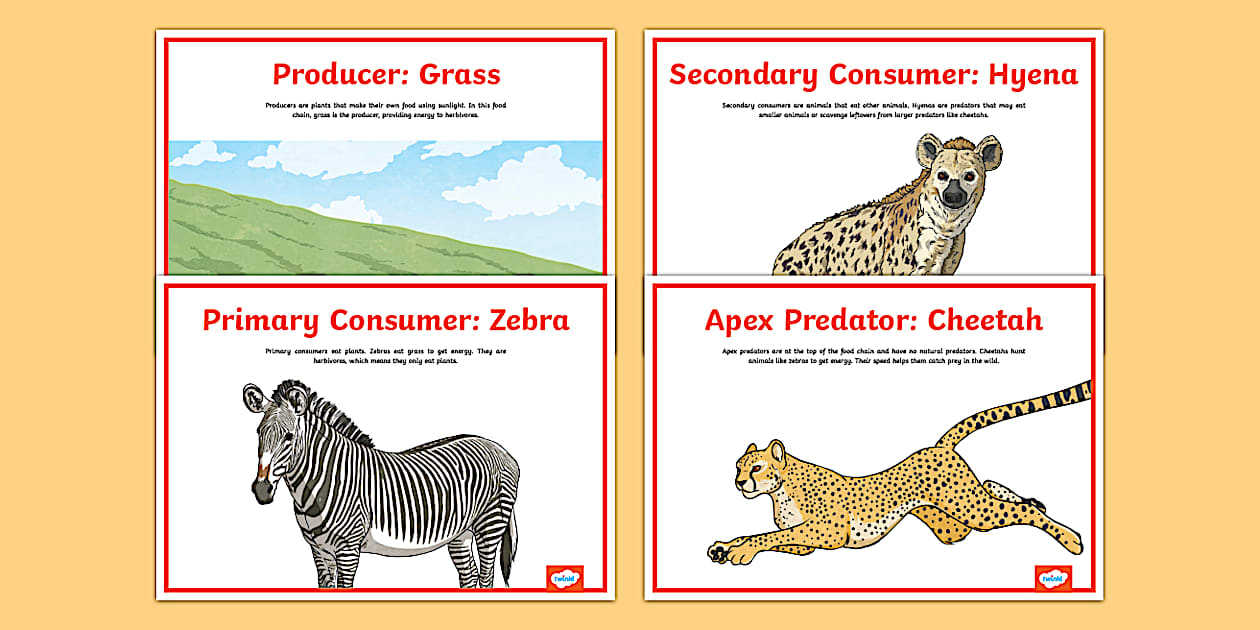 Cheetah Food Chain Display Posters (teacher made) - Twinkl