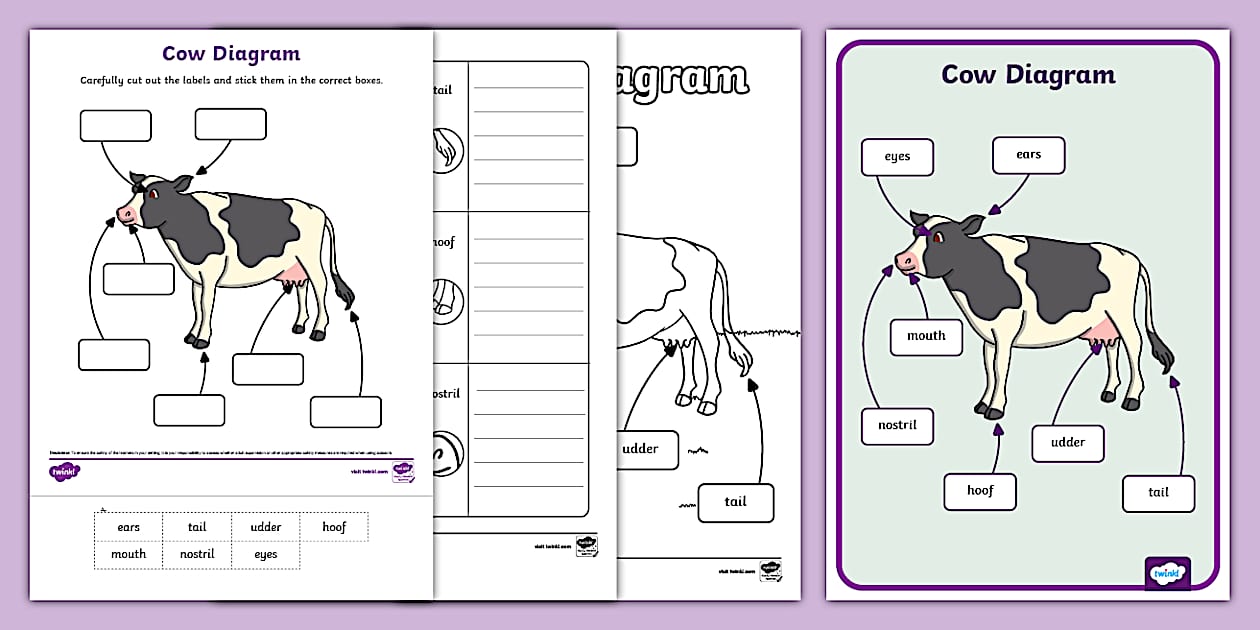 Cow Diagram Pack (teacher made) - Twinkl
