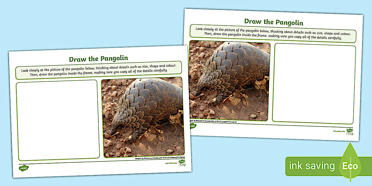 Draw the Pangolin Art Activity (teacher made) - Twinkl