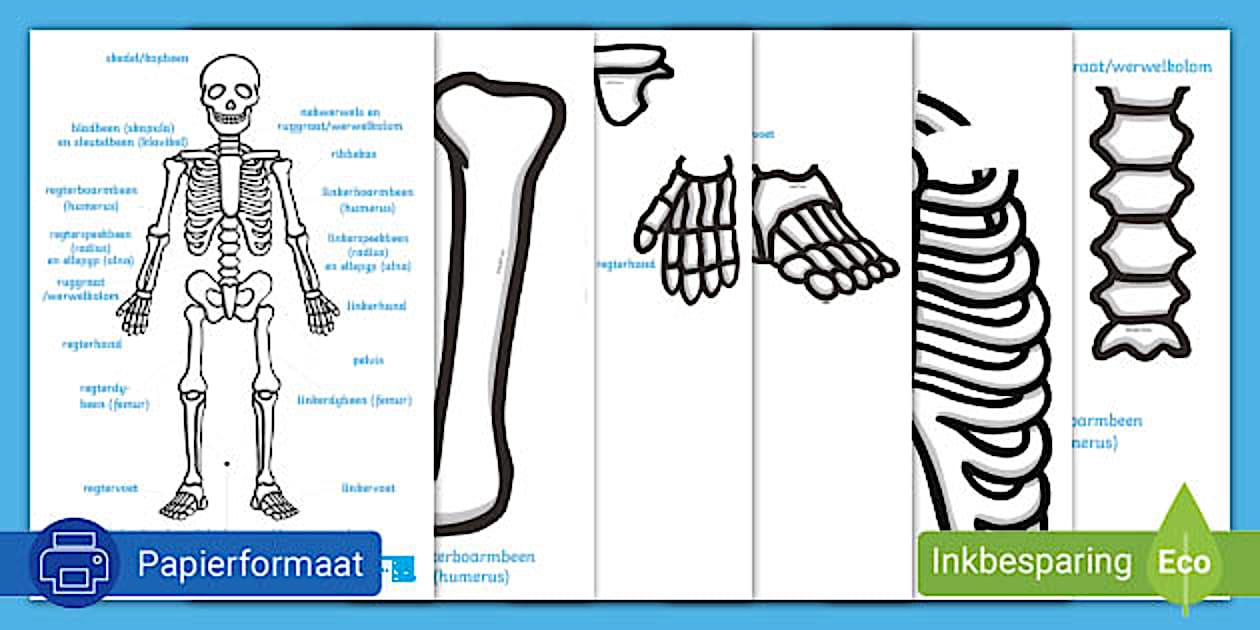 Die Menslike Skelet (Model) - Twinkl