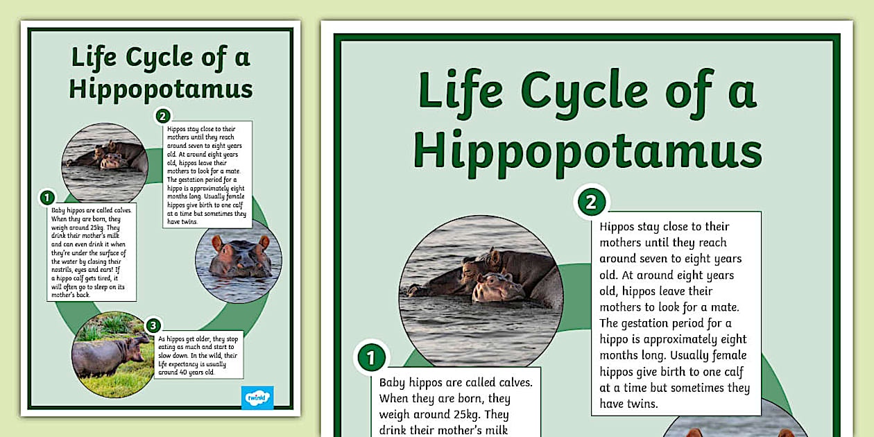 Life Cycle of a Hippopotamus Display Poster (teacher made)