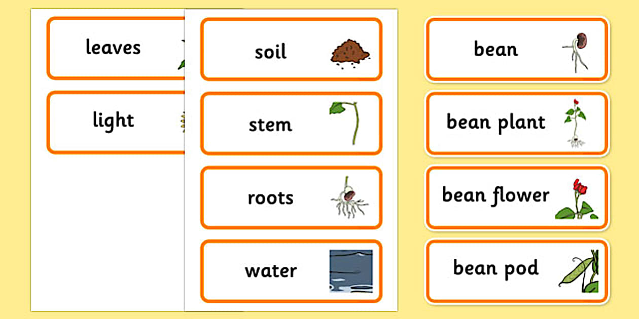 Cursive Life Cycle of a Bean Word Cards (teacher made)