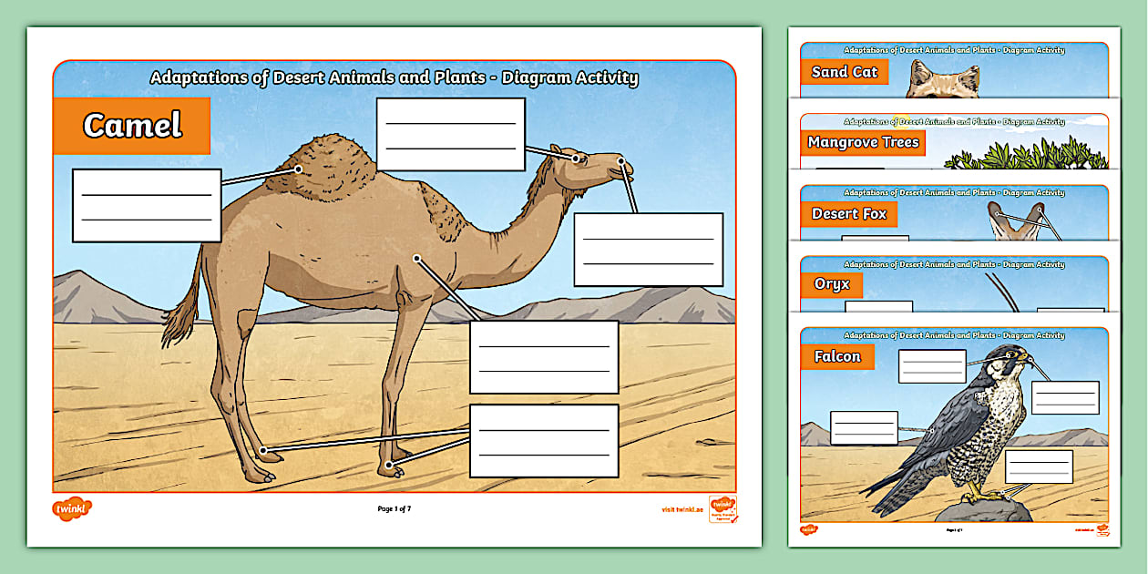 Desert Life Adaptations Activity Sheet (teacher made)