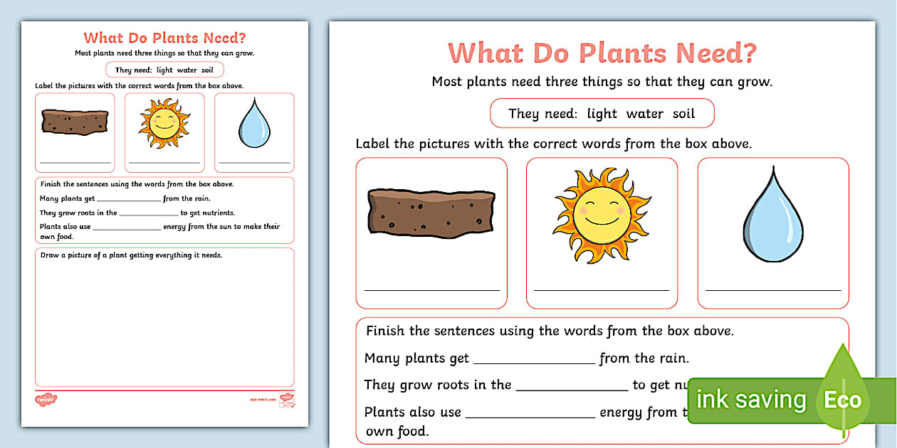 What Do Plants Need? Activity Sheet (teacher made) - Twinkl