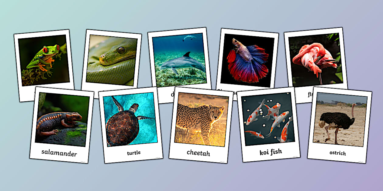 Animal Classification Instant Photo Style Display Images Pack