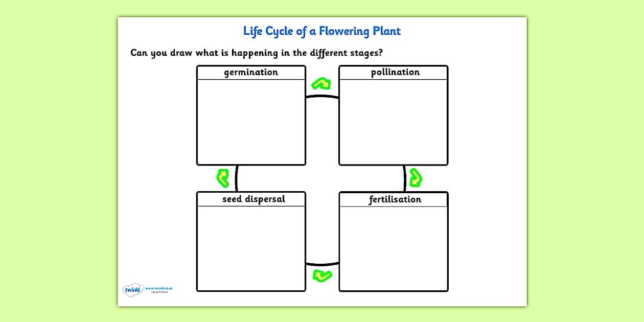Pollination, Fertilization, Seed Dispersal and Germination Worksheet