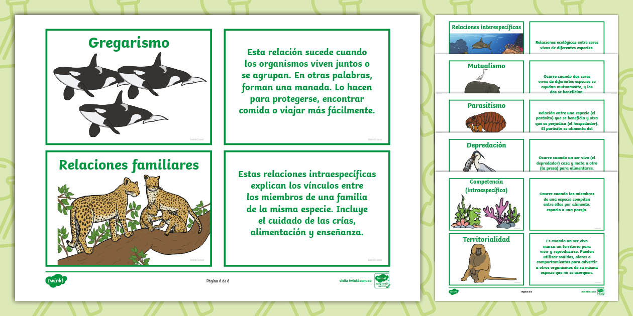 Tarjetas: Relaciones entre especies - Twinkl Colombia
