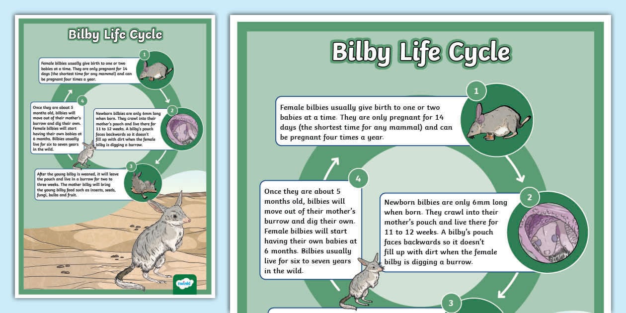 Life Cycle of a Bilby Display Poster (professor feito)