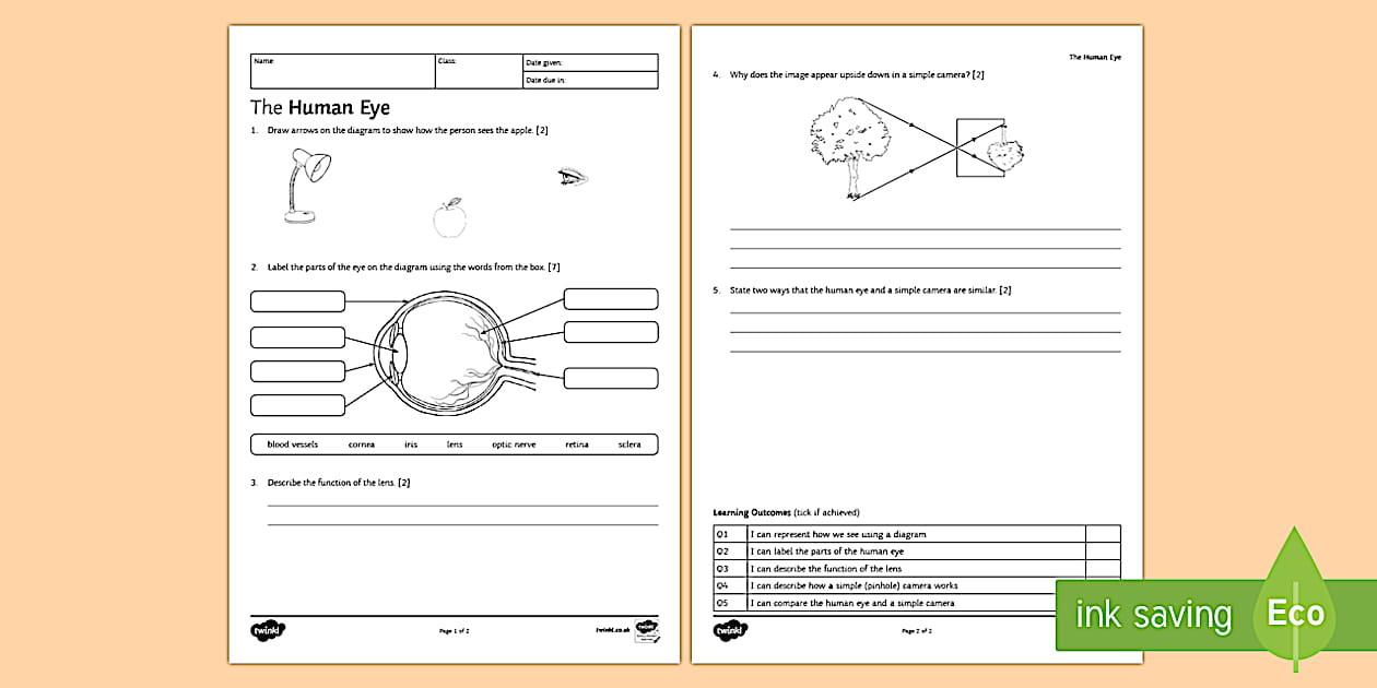 Editable KS3 The Human Eye Homework Worksheet - Twinkl