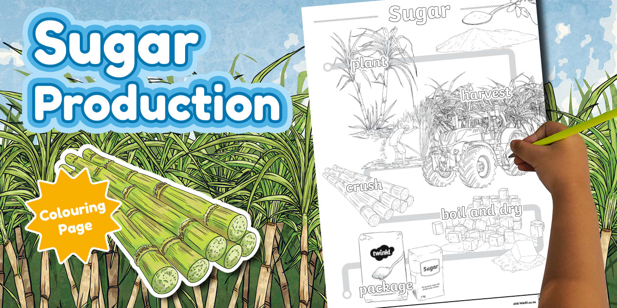 Intermediate Phase - Sugar Production - Colouring Page