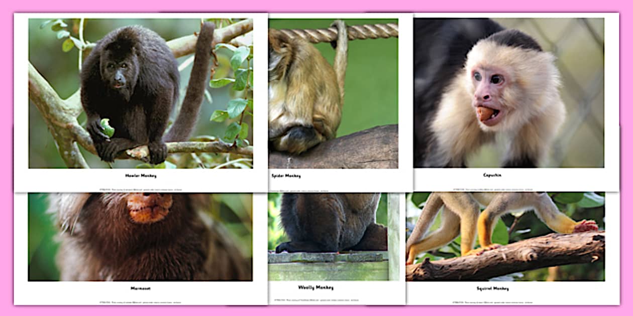 Monkeys Photopack (teacher made) - Twinkl
