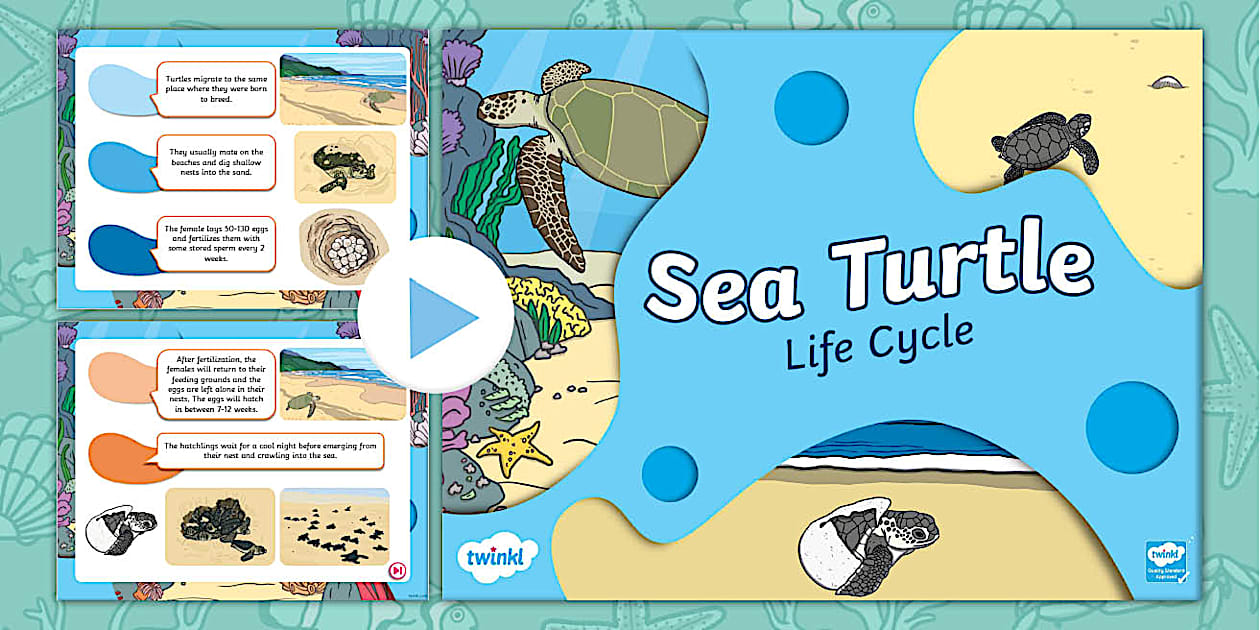 Life Cycle of a Sea Turtle PowerPoint (teacher made)