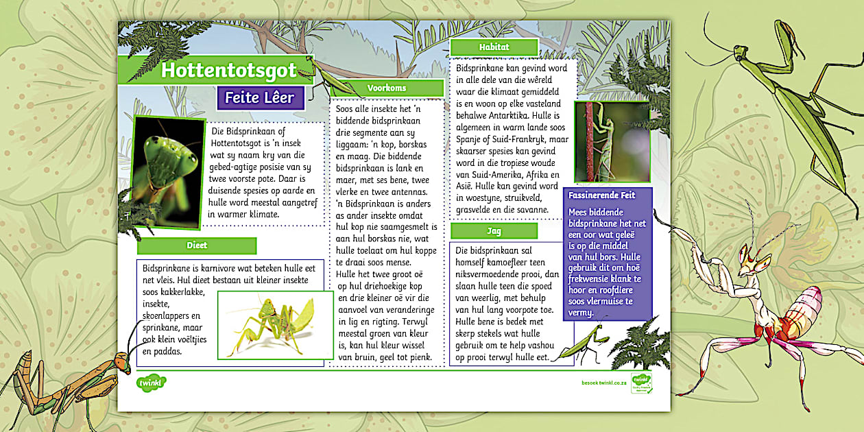 Die Bidsprinkaan of Hottentotsgot- Feite Lêer - Twinkl