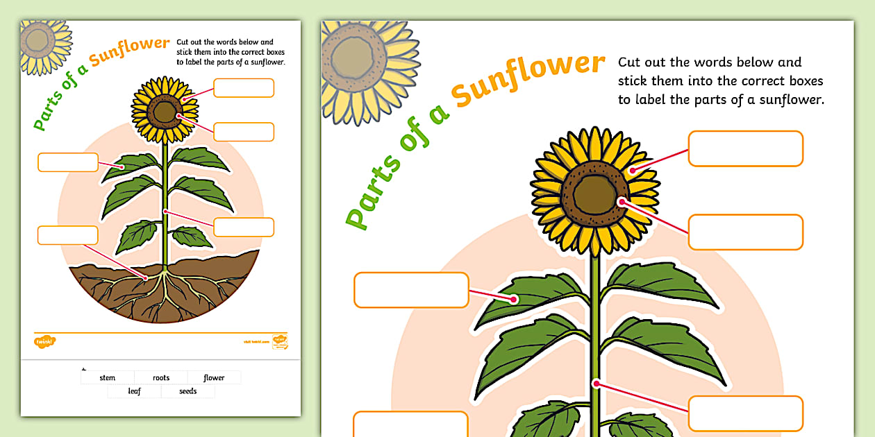 Parts of a Sunflower Cut and Stick Activity - KS1 - Twinkl
