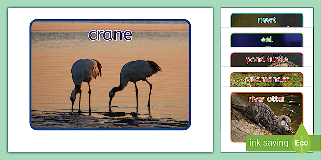 Wetlands Animals Display Photos (teacher made) - Twinkl