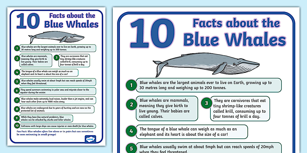 10 Facts About Blue Whales Display Poster - Twinkl