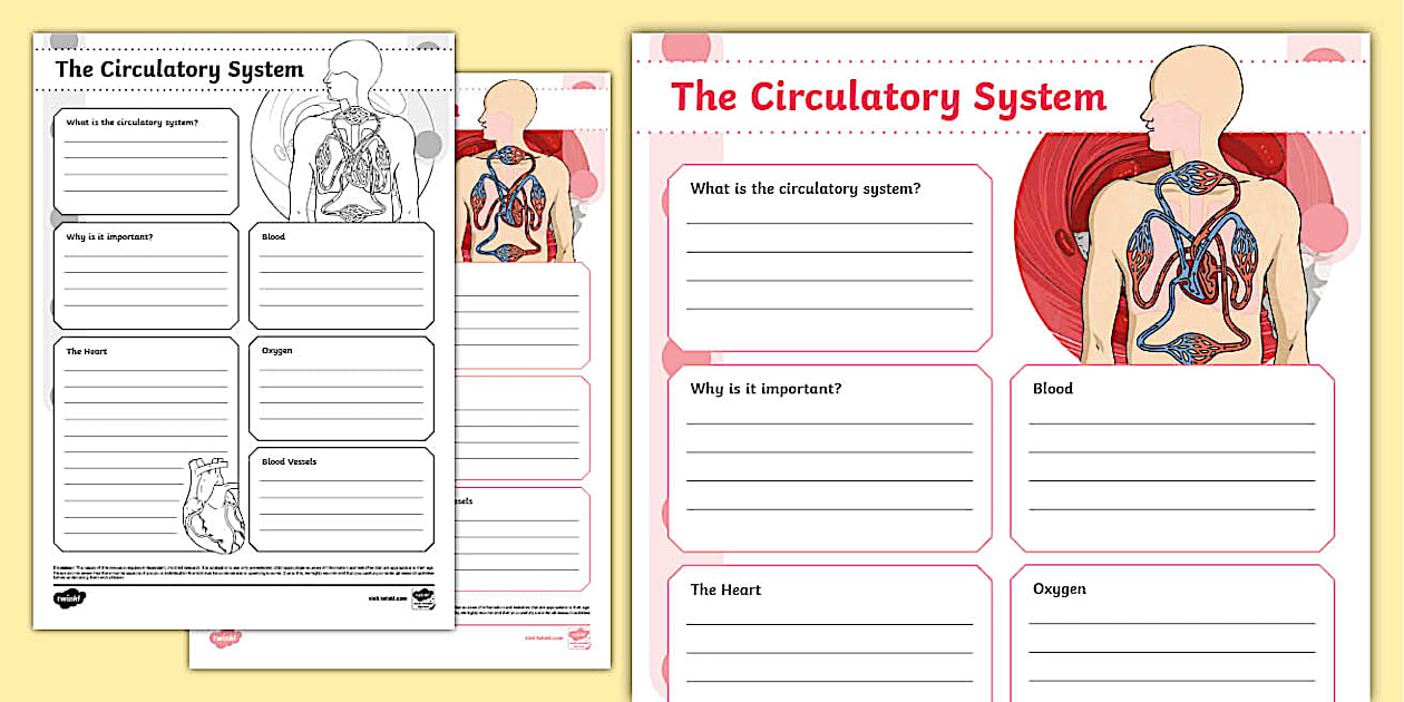 Facts About The Circulatory System (teacher made) - Twinkl