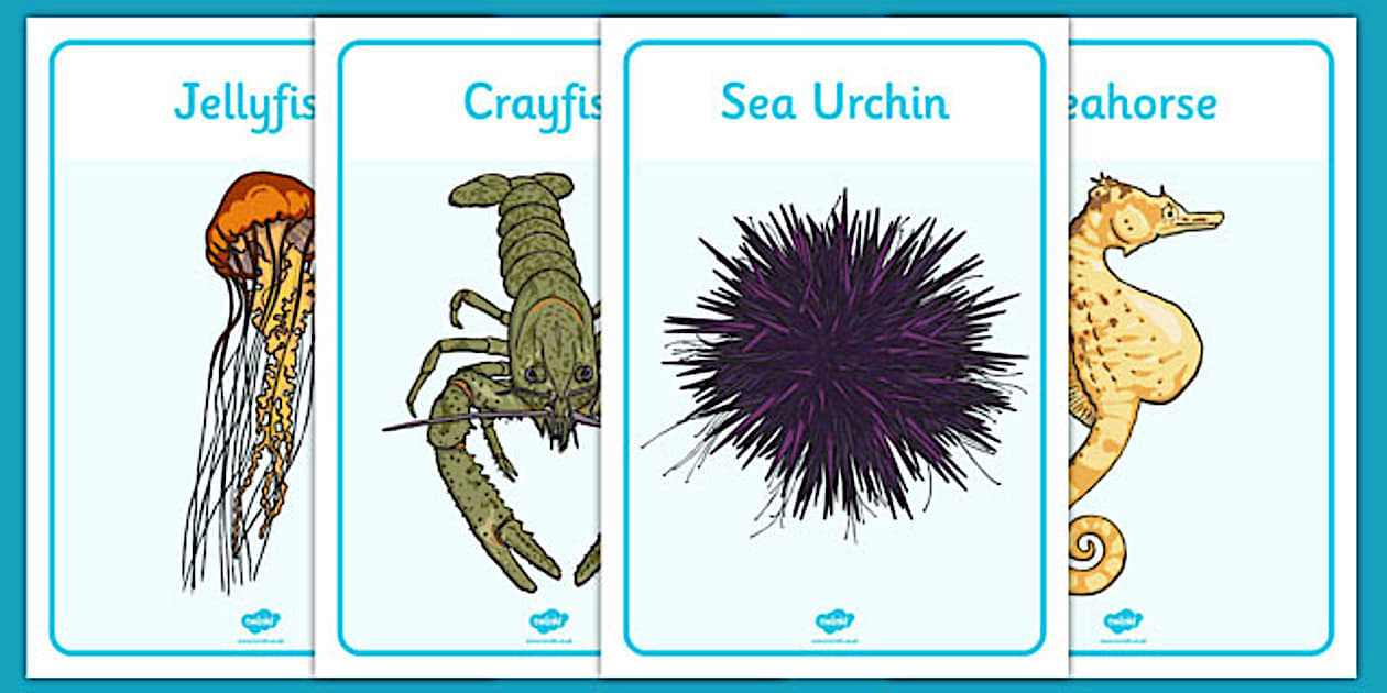 Cursive New Zealand Under the Sea Display Posters - Twinkl