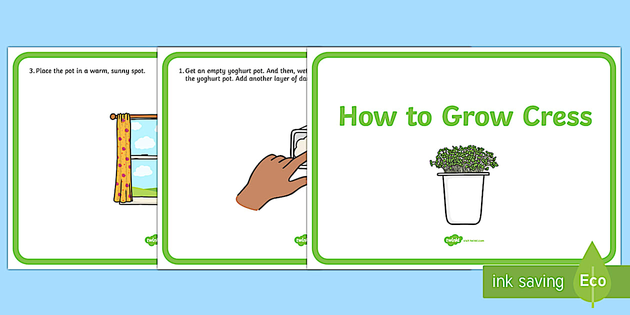 Editable How to Grow Cress Display Posters (teacher made)