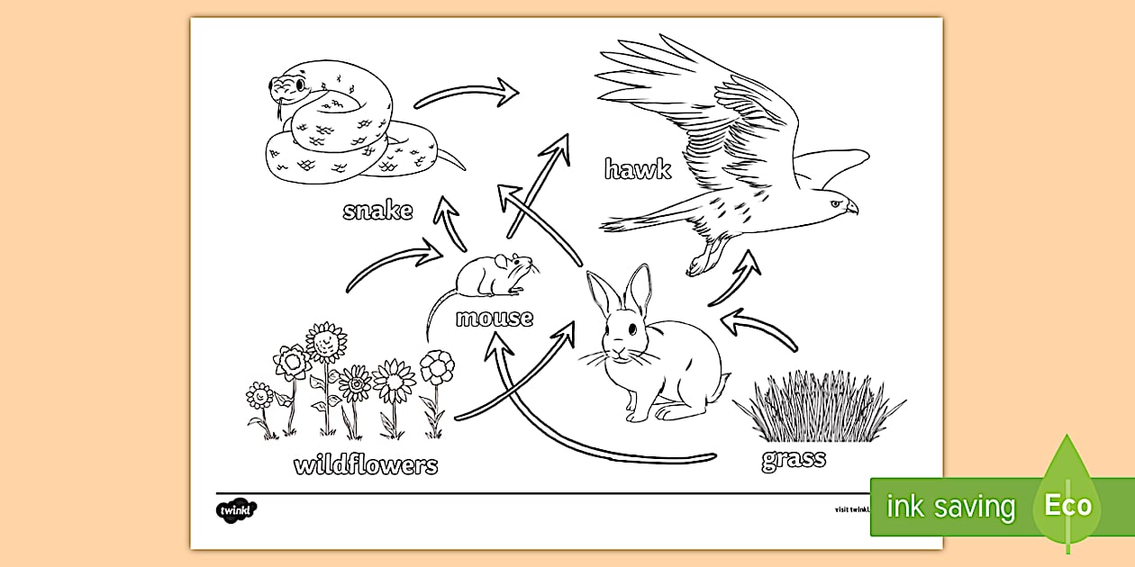 Science Homework Food Web Colouring Page (teacher made)