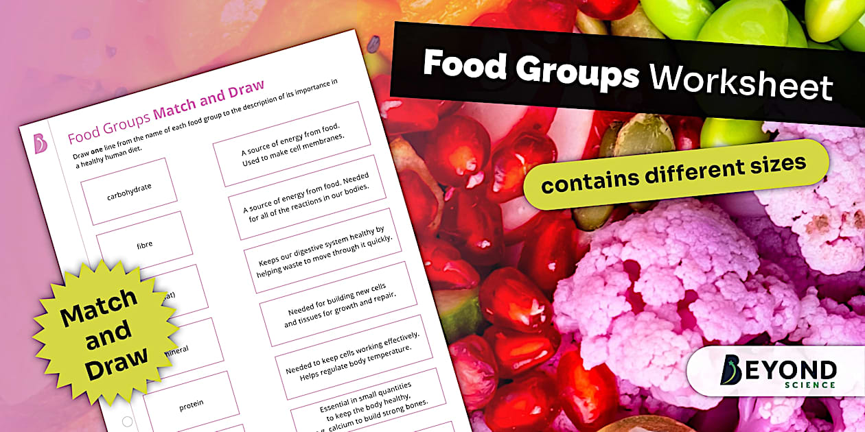 Food Groups Match and Draw | KS3 Biology | Beyond Science