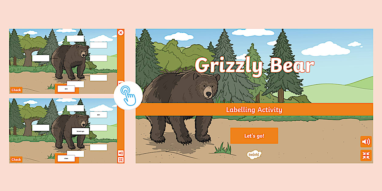 Interactive Grizzly Bear Labelling Activity (teacher made)