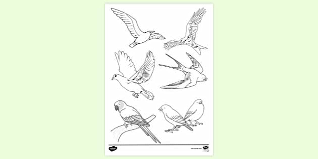 Birds Colouring | Colouring Sheets (teacher made) - Twinkl
