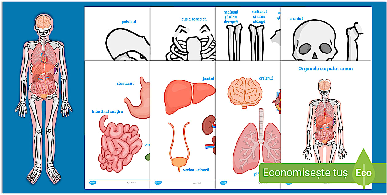 Scheletul și organele – activitate | Twinkl Ro - Twinkl
