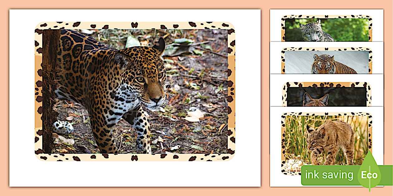 Wild Cats Display Photo Pack - Animals - KS1 (teacher made)