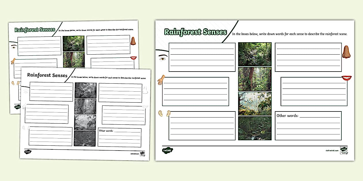 Rainforest Senses Mind Map (teacher made) - Twinkl