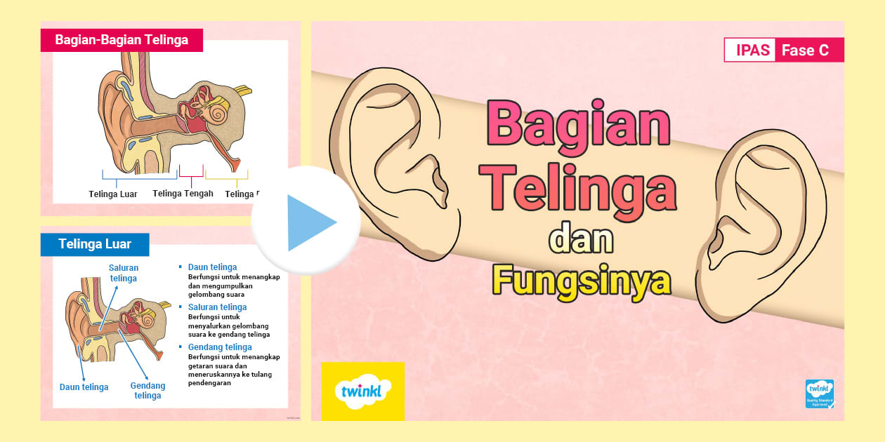 PowerPoint Bagian-Bagian Telinga dan Fungsinya
