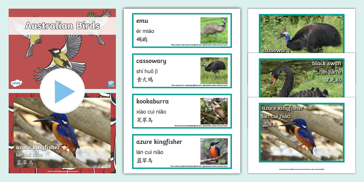 Australian Birds Pack - Chinese Mandarin Pinyin - Twinkl