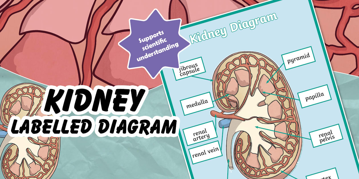 Intermediate Phase Natural Sciences and Technology - Labelled Diagram ...