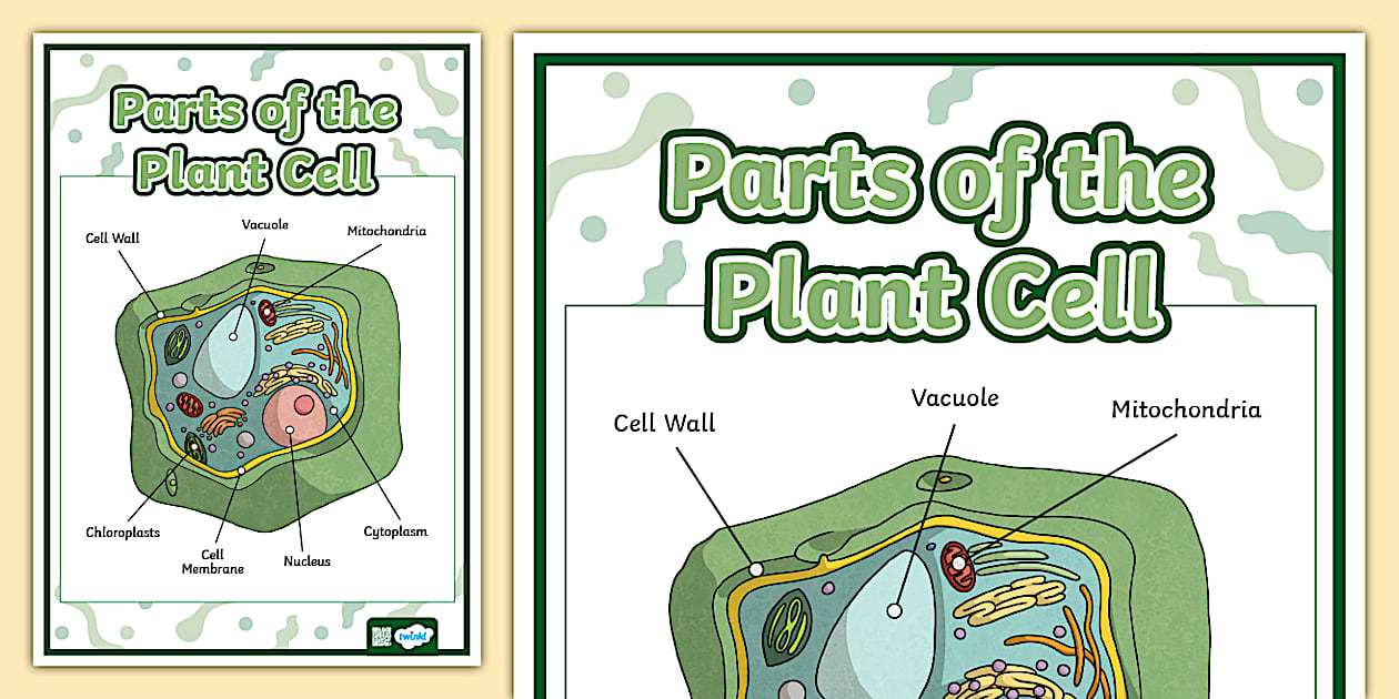 Parts of the Plant Cell Poster (teacher made) - Twinkl