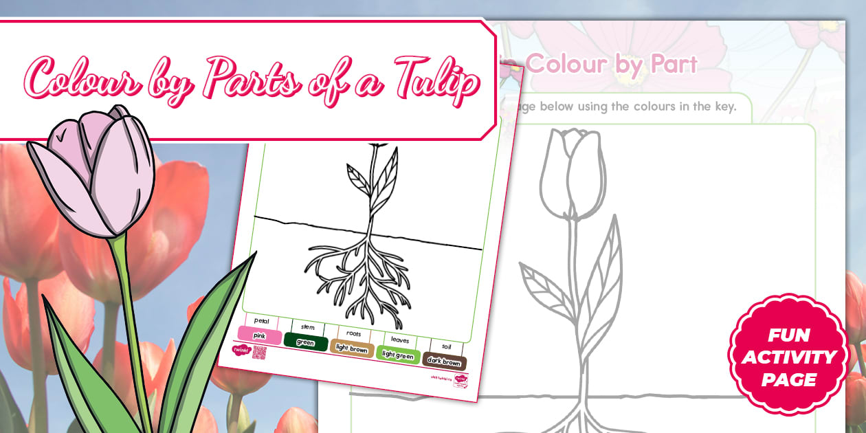 Colour by Parts of a Tulip Worksheet