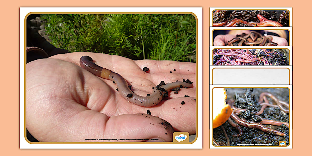 Worms and Wormeries Photo Pack (teacher made) - Twinkl