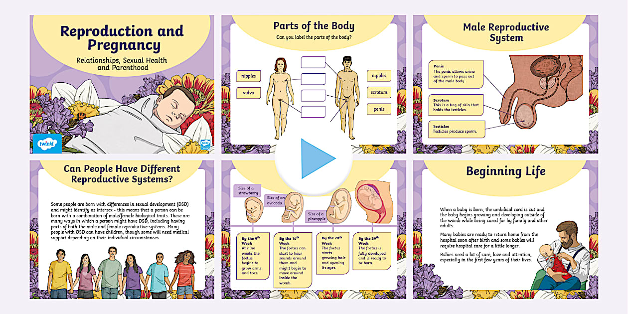 RSHP Reproduction in Humans & Pregnancy PowerPoint - Twinkl
