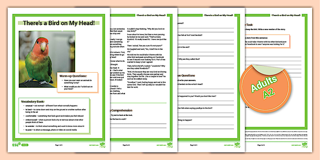 ESL A Bird on My Head! (teacher made) - Twinkl