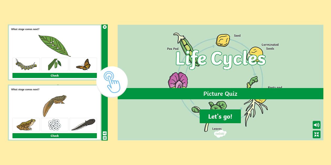 Life Cycles Picture Quiz (teacher made) - Twinkl