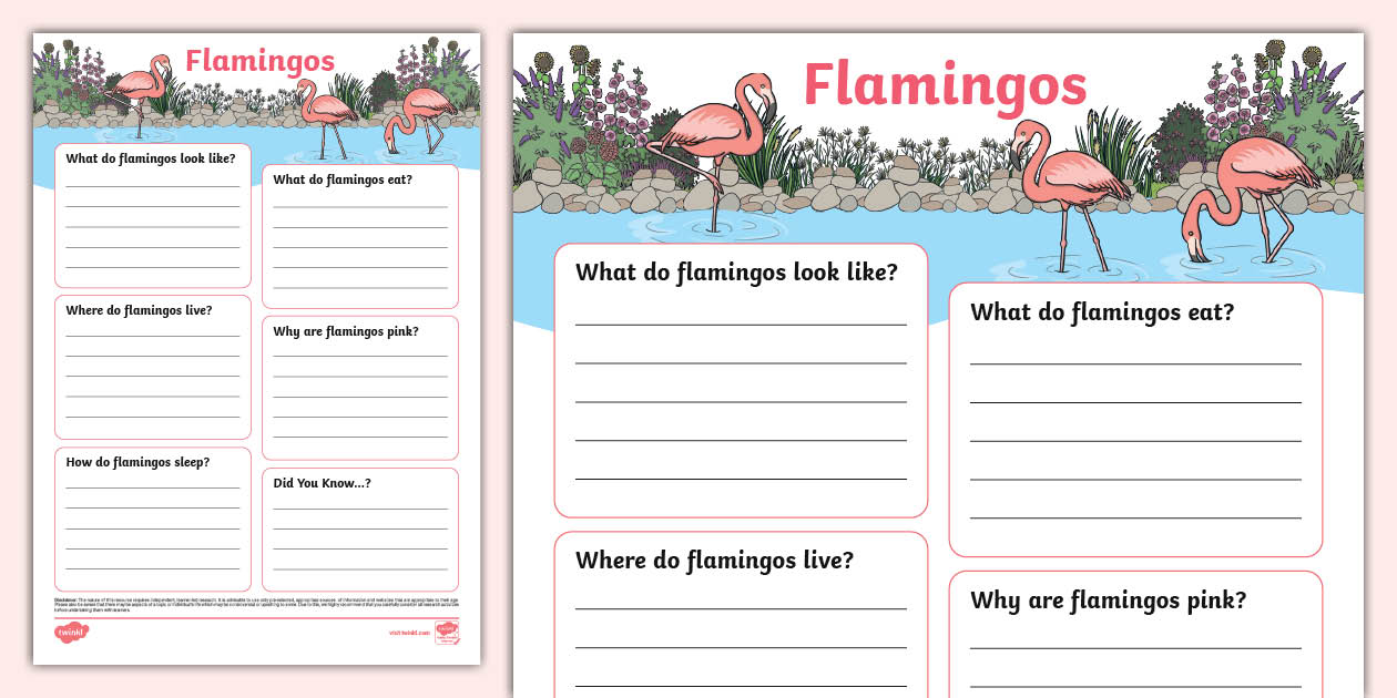 KS1 Flamingo Fact File Template - Twinkl Science - Twinkl