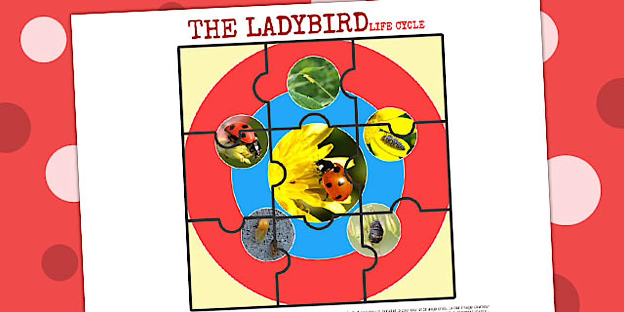Life Cycle of a Ladybird Jigsaw (teacher made) - Twinkl