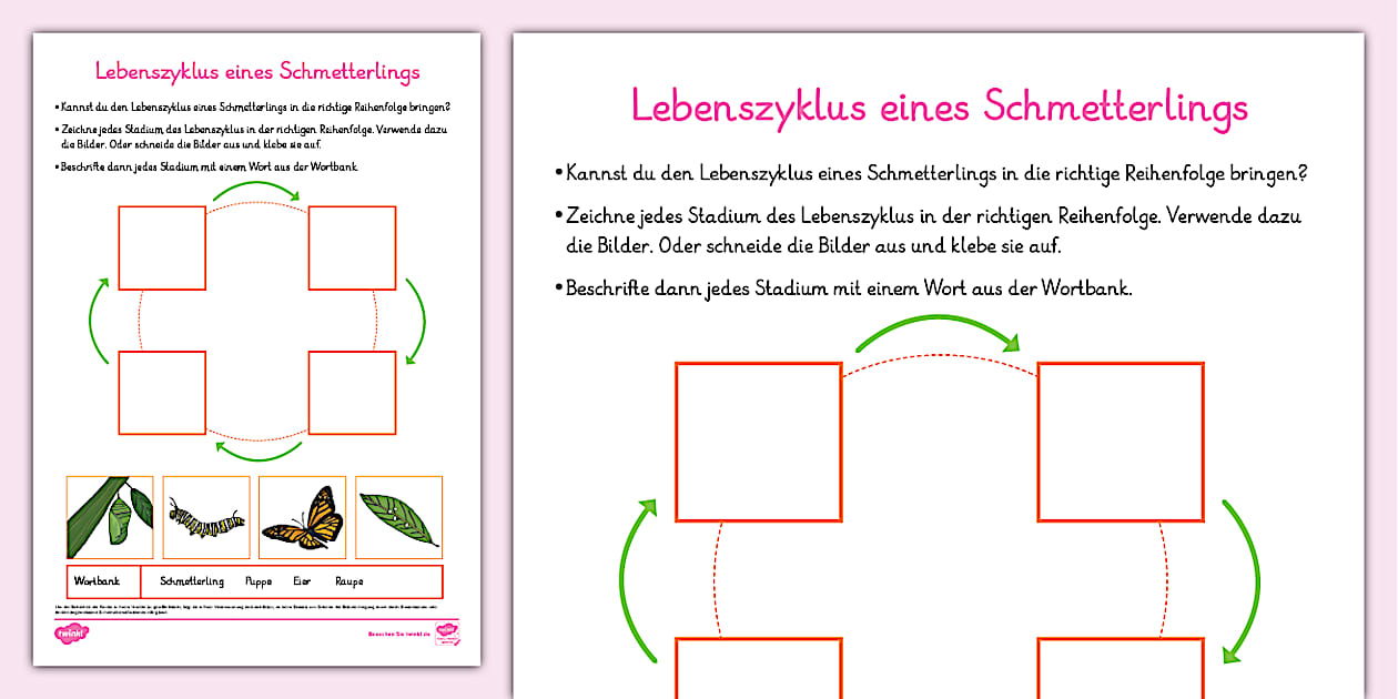 Lebenszyklus eines Schmetterlings (Teacher-Made) - Twinkl Lebenszyklus eines Schmetterlings (Teacher-Made) - Twinkl