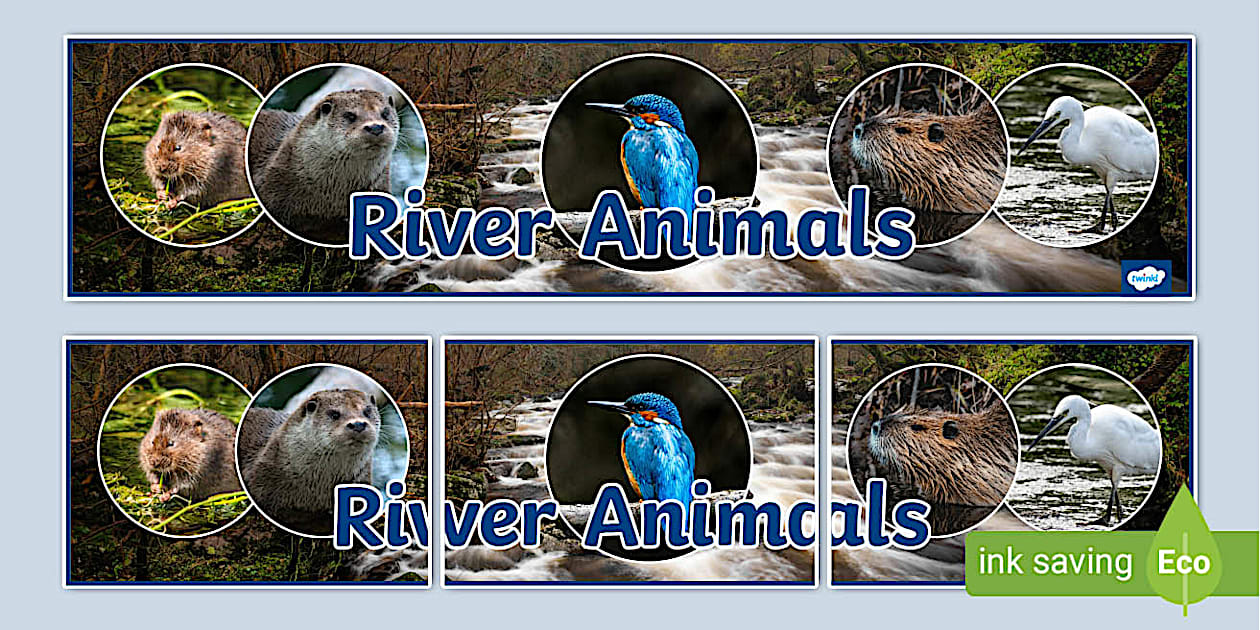 River Animals Photo Display Banner (Hecho por educadores)