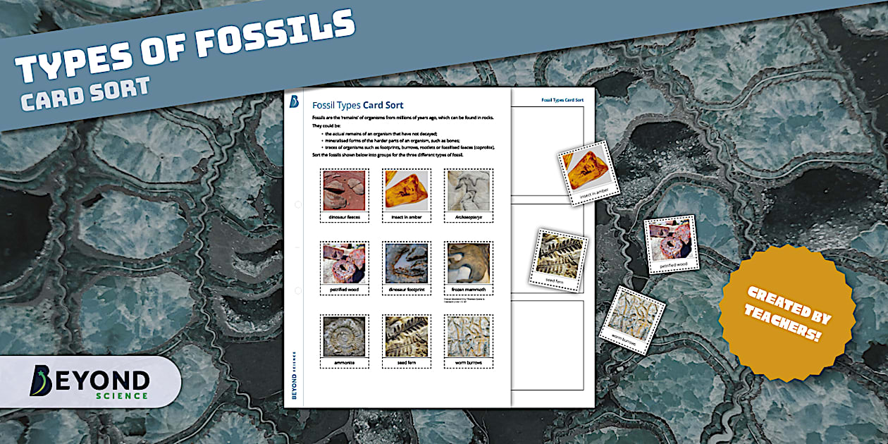 Types of Fossils Card Sort | Biology | Beyond Science
